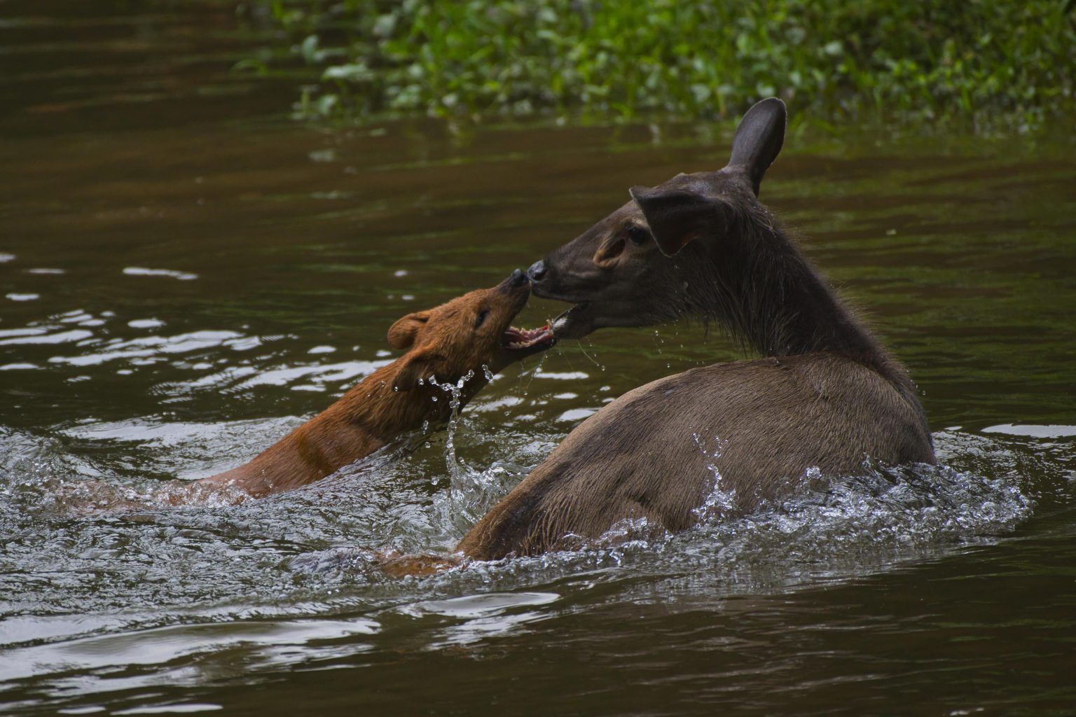 വന്യജീവി ഫോട്ടോഗ്രാഫി മത്സര വിജയികൾ 2025 – Kerala Forest Department